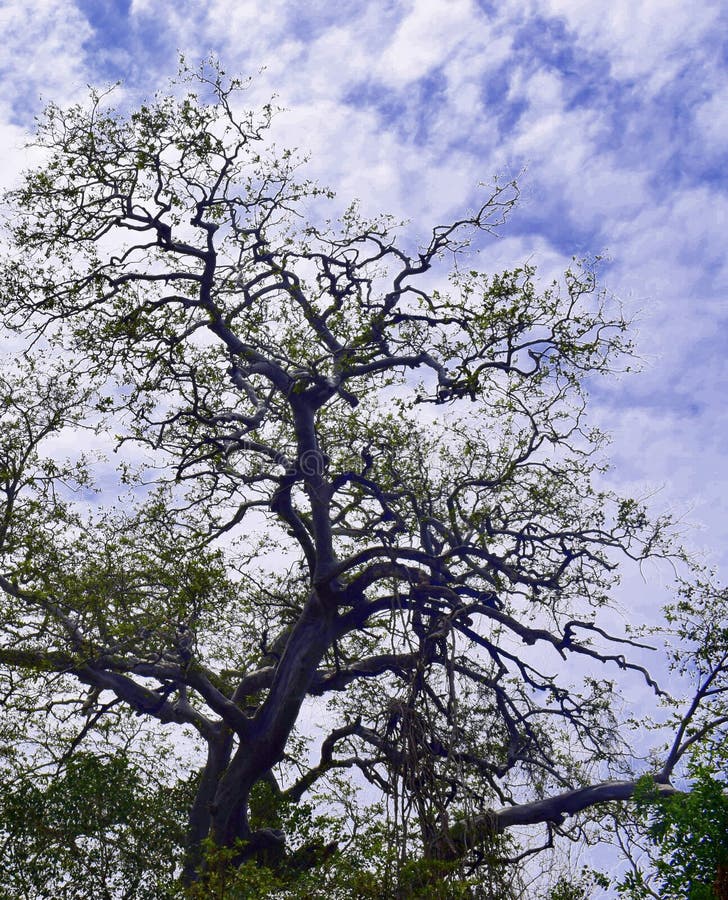 362 Arjuna Tree Stock Photos - Free & Royalty-Free Stock Photos from ...