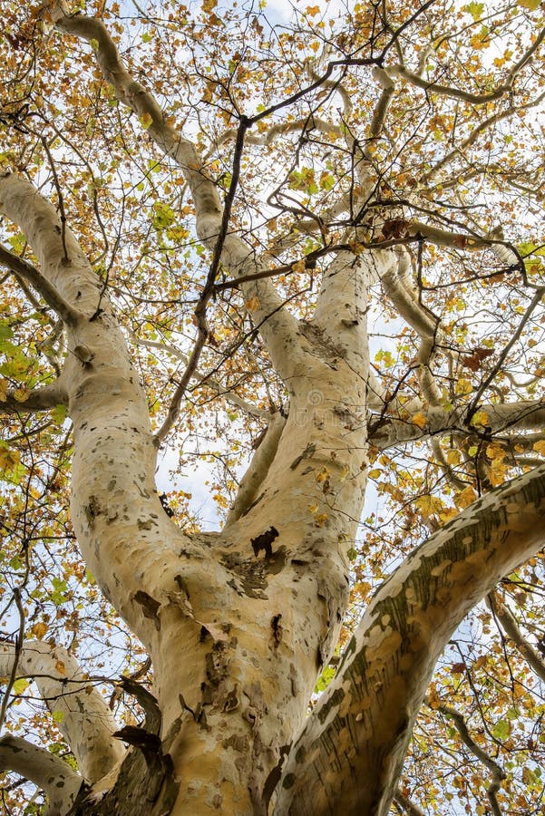 View of the Old and Big Tree, from Down To the Tree Top with Green ...