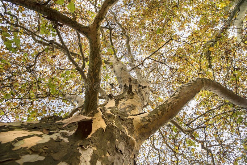 View of the Old and Big Tree, from Down To the Tree Top with Green ...
