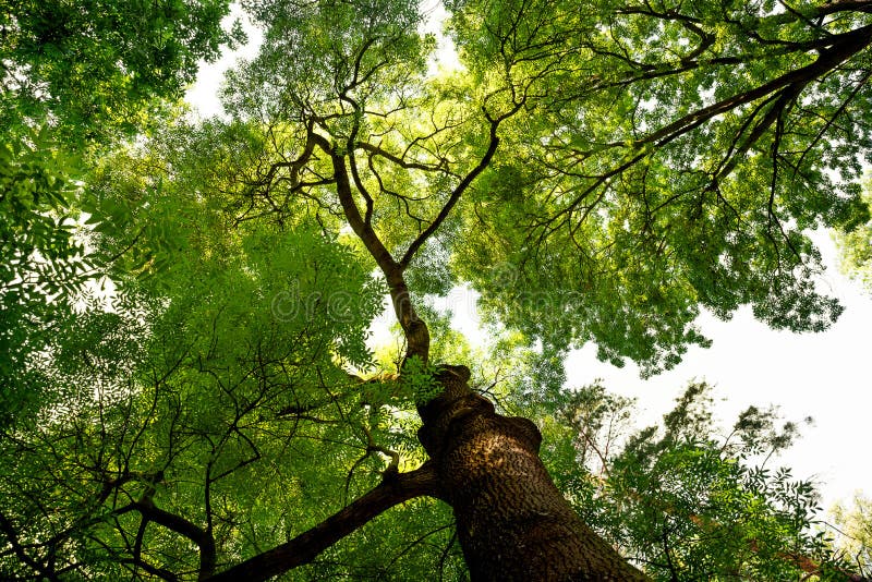 The View of the Old and Big Tree from Down To the Treetop with Leaves ...