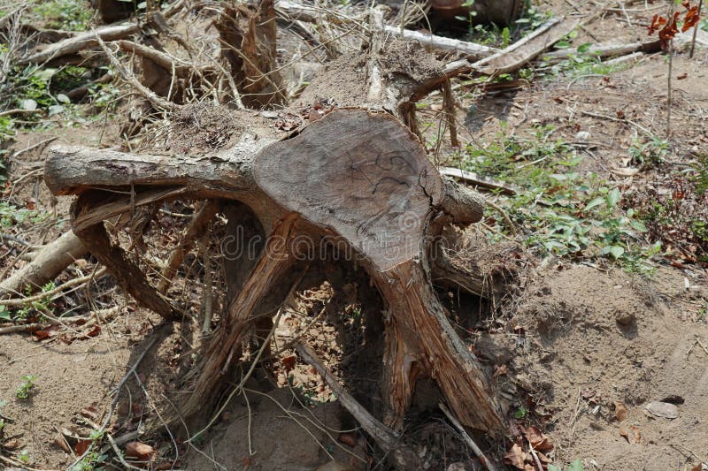 View of an Old Cutting Surface of an Excavated Tree Stump Stock Image ...