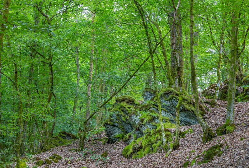 View on a Old Forest during Summer Time Stock Image - Image of ...