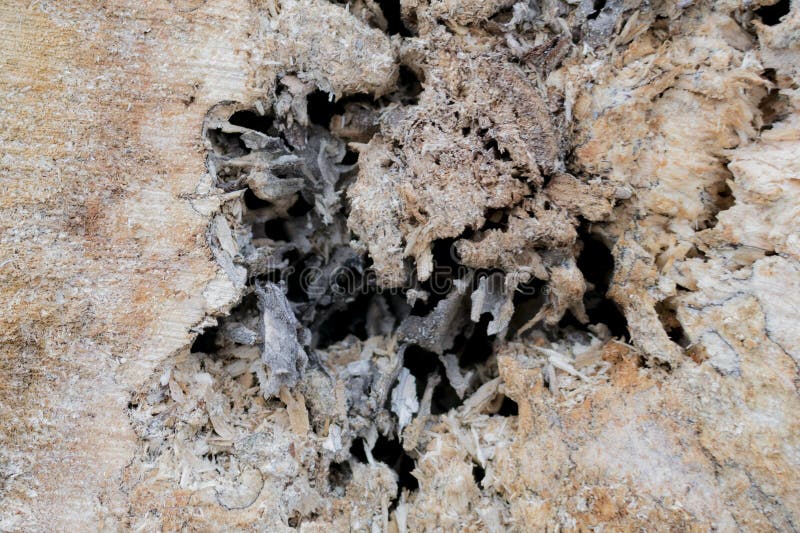 View of an Old Rotten Stump Stock Image - Image of landscape, time ...