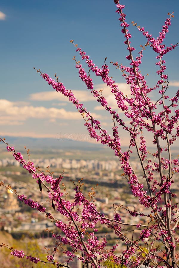 View of Old Tbilisi from Mount Mtatsminda. Spring Flowers Stock Photo ...