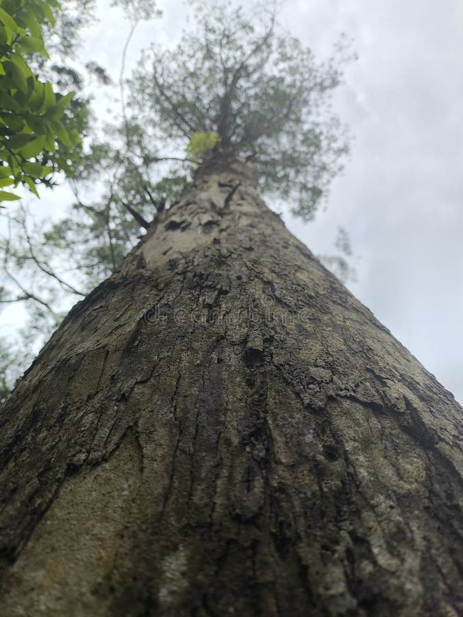 A View of Old Tree with the Nature Texture Authentic Stock Image ...