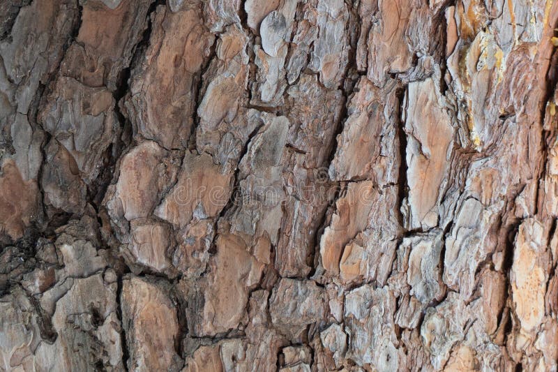 View of the Old Tree Trunk. Wood Texture. Tree Background. Forest Moss ...