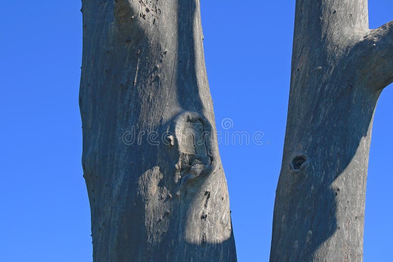 STURDY GREY TRUNKS of TREES AGAINST BLUE SKY Stock Photo - Image of ...