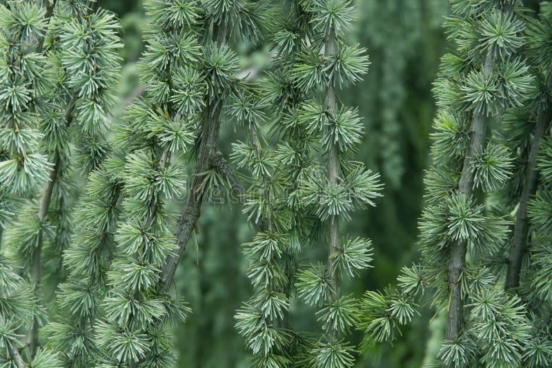 View of the Old Weeping Blue Atlas Cedar. Cedrus Atlantica, Glauca ...