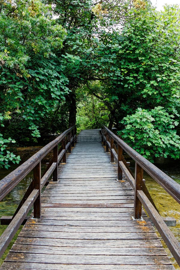 Old bridge in forest stock photo. Image of forest, trees - 201838364