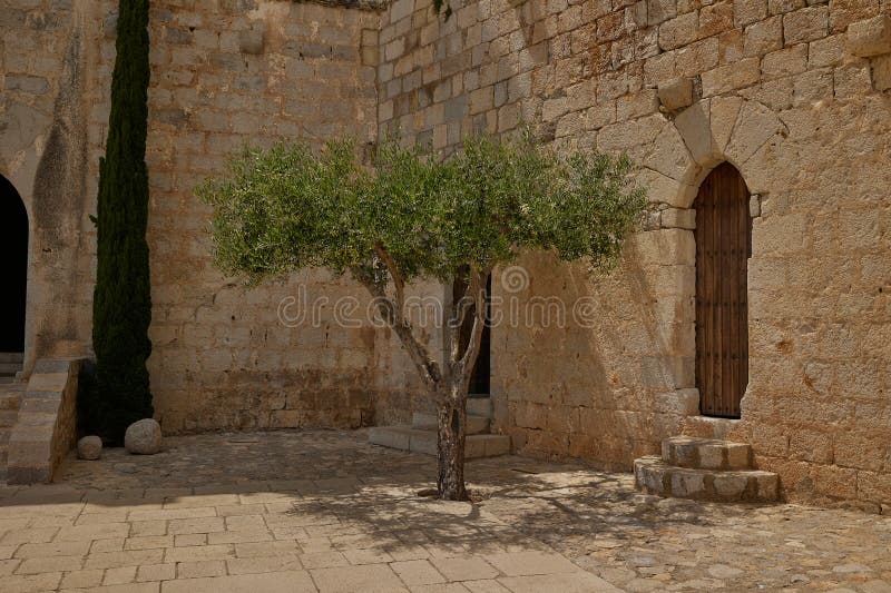 View of the Olive Tree Standing in the Courtyard of Peniscola Castle ...