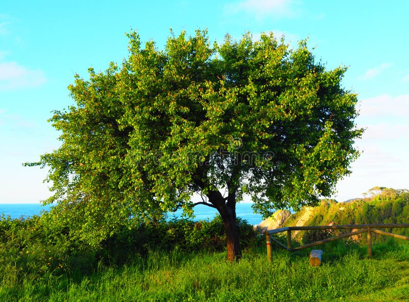 Landscape with one tree stock photo. Image of country - 185270838