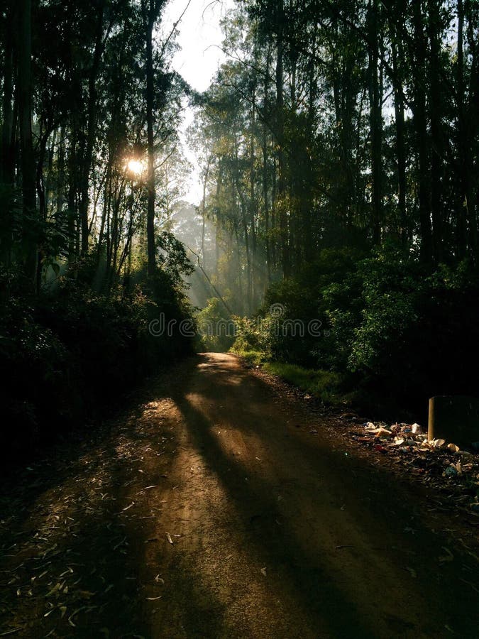 Dark Forest Road with Light Beams Stock Image - Image of road, beams ...