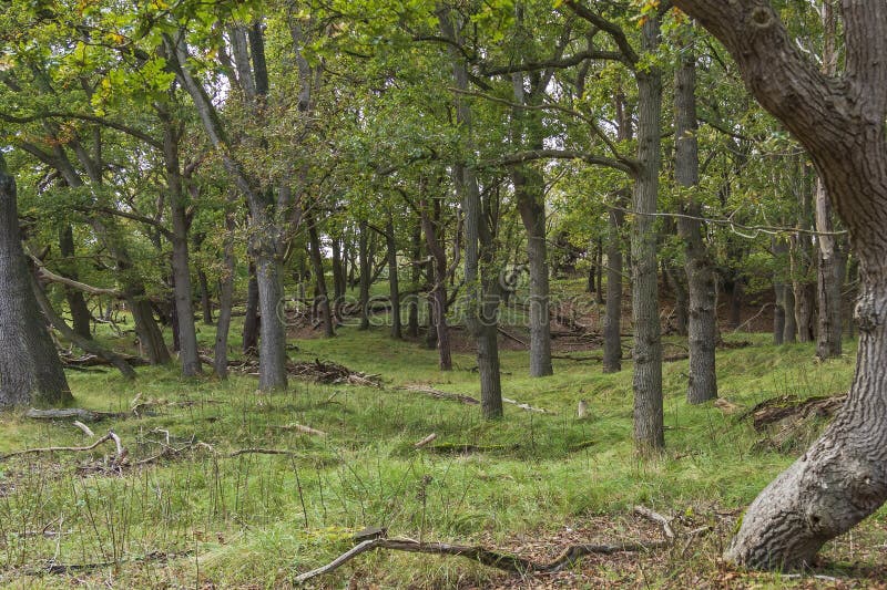 A View into an Open Forest Area with Many Oak Trees on the Sloping ...