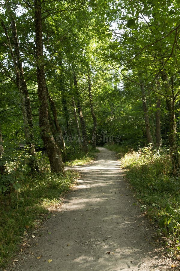 Forest path stock image. Image of green, public, devon - 254397027