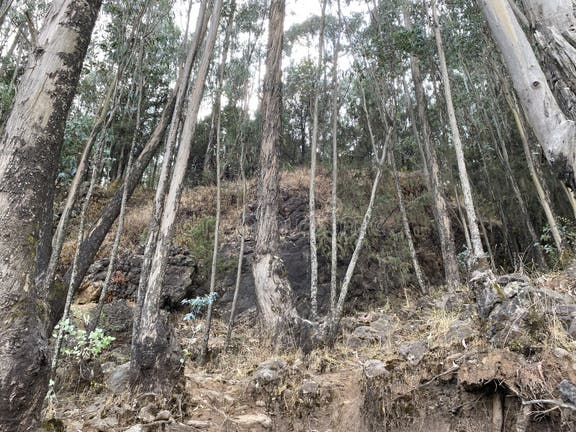 View of Open Forest and Pine Groves with Tall, Large Trees in Winter ...