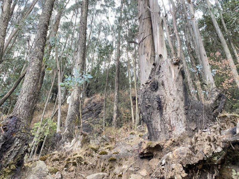 View of Open Forest and Pine Groves with Tall, Large Trees in Winter ...