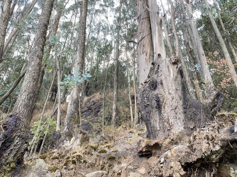 View of Open Forest and Pine Groves with Tall, Large Trees in Winter ...