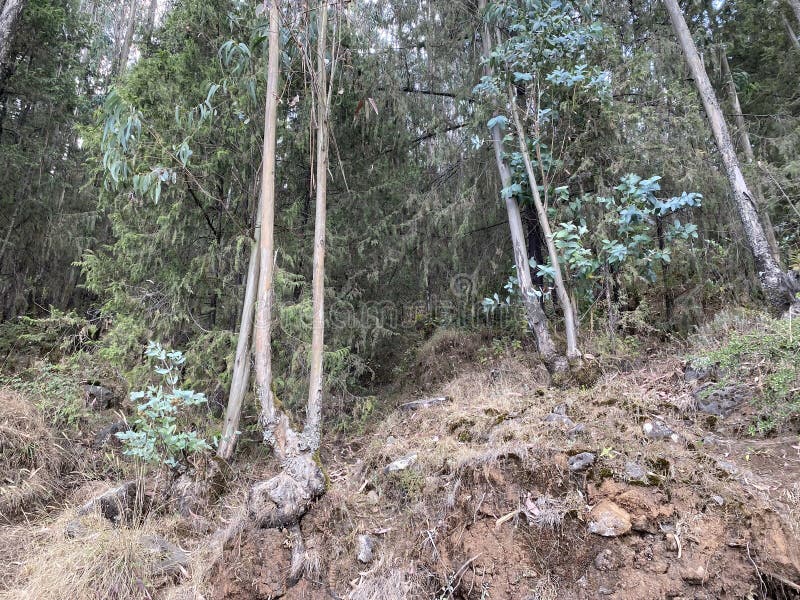 View of Open Forest and Pine Groves with Tall, Large Trees in Winter ...