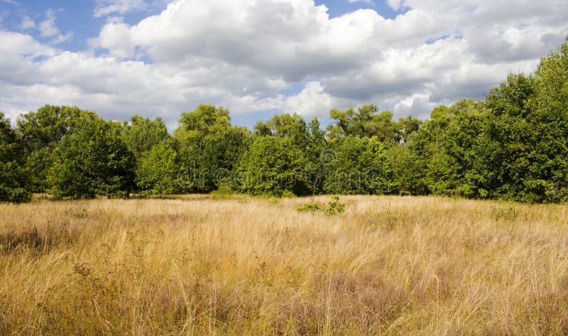 View of Open Spaces of Fields and Forest Belts Stock Image - Image of ...
