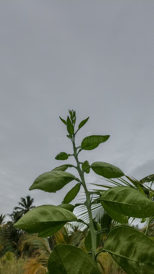 An Orange Branch with Dew Drops Stock Image - Image of shrub, branch ...