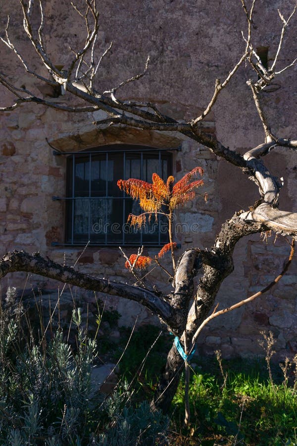View of an Orange Colored Plant Sprouting from a Dead Tree Stock Photo ...