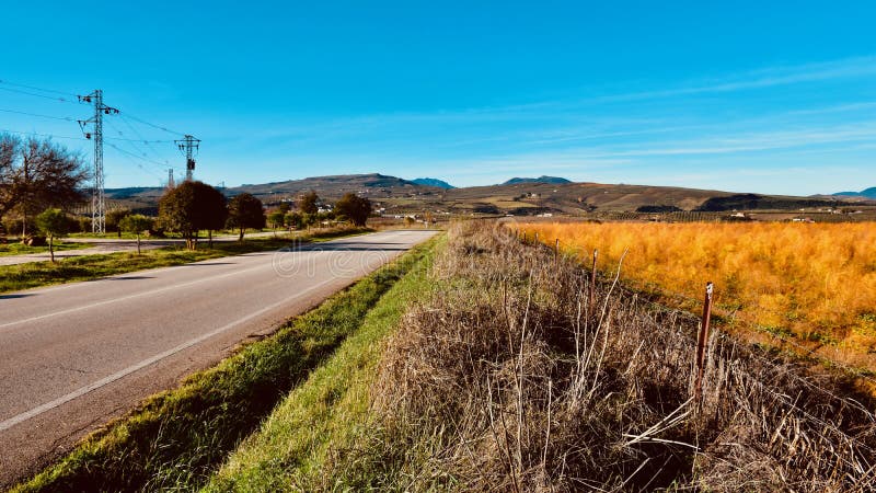 View of an Orange Field Next To a Road Stock Photo - Image of outdoor ...