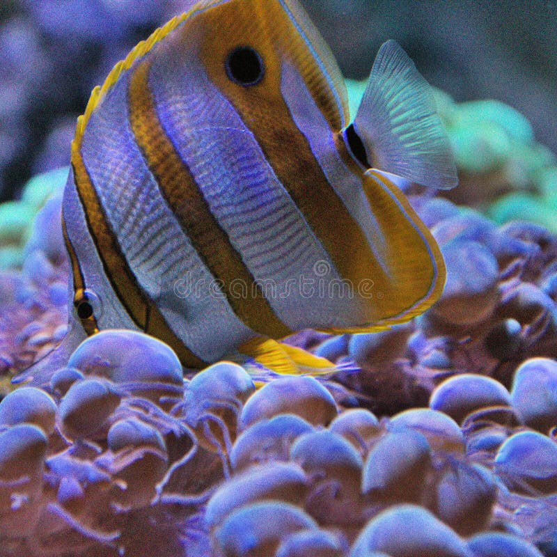 A View of an Orange Striped Fish Stock Image - Image of life, orange ...