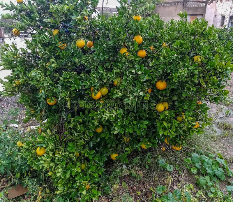 View of Orange Tree with Large Fruits Stock Image - Image of health ...