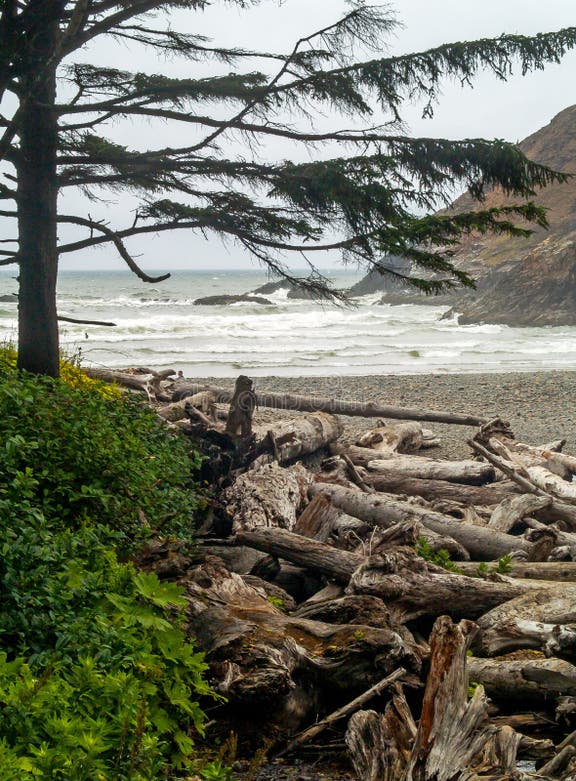View of the Oregon Coast through the Trees Stock Image - Image of ...