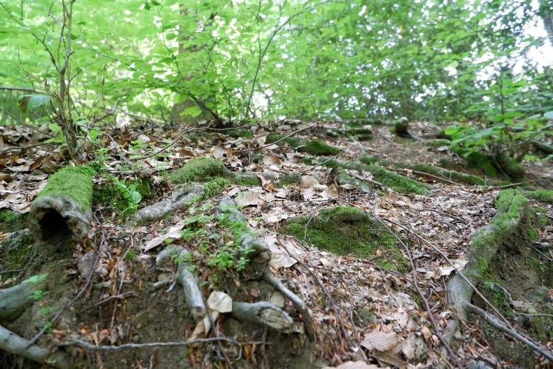 Macro Shot of Tree Roots in Woods Stock Image - Image of ecological ...