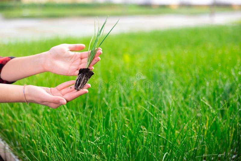 View of an Seedling Being Demonstrating in Hand Stock Image - Image of ...