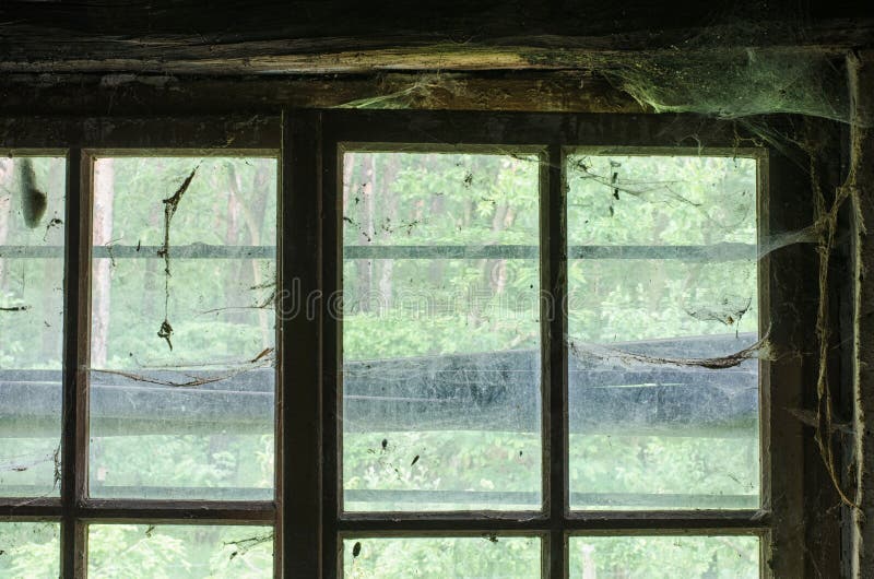 Window Spider stock image. Image of nature, arachnophobia - 243503353