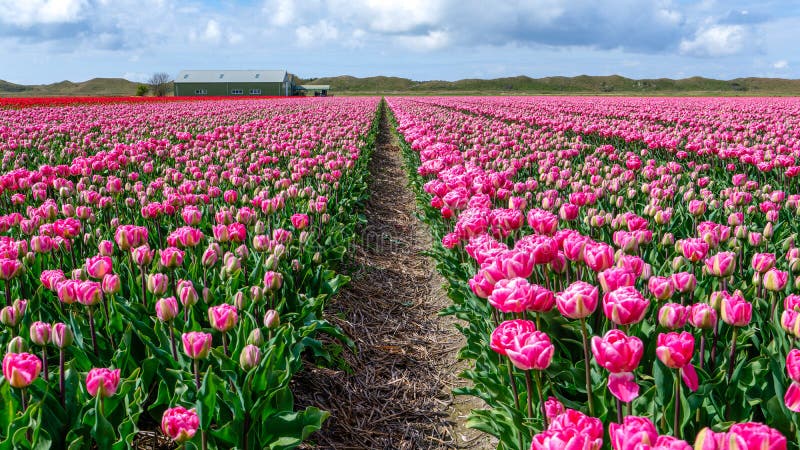 View Over the Beautiful Tulip Fields on the Island of Texel ...