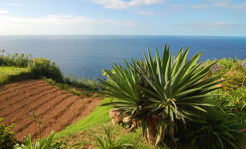 Agave on the Rocks stock photo. Image of atlantic, yellow - 1353040