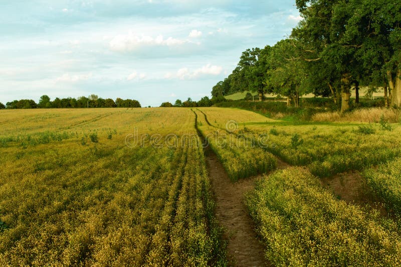 View Over Fields and Rolling Hills in English Countryside during Summer ...