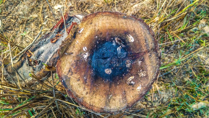 The View Over the Half-cut Tree. Stock Image - Image of wood, fungus ...