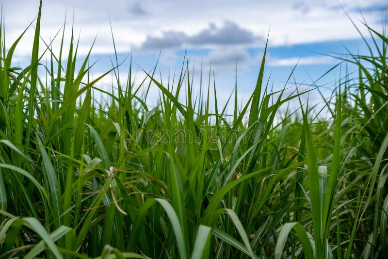 View Over Peaks of a Reed Field into the Blue Sky Stock Image - Image ...