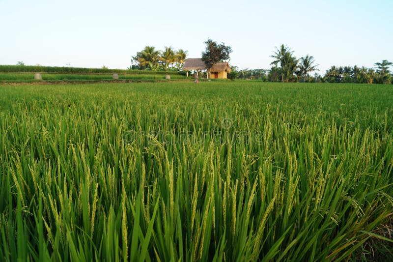 View over rice paddies stock photo. Image of field, paddies - 63097192