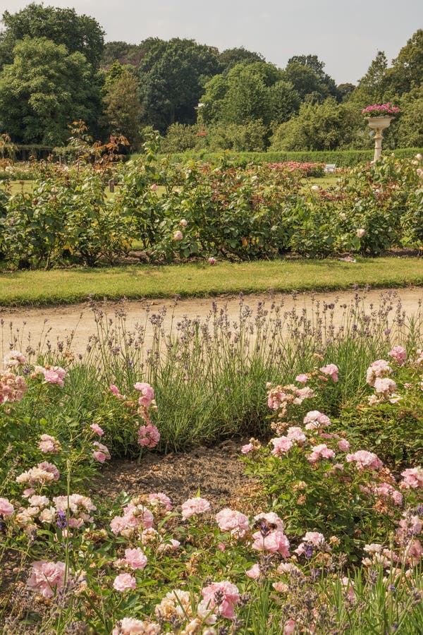 View Over a Rose Garden with Lavender Stock Photo - Image of vegetation ...