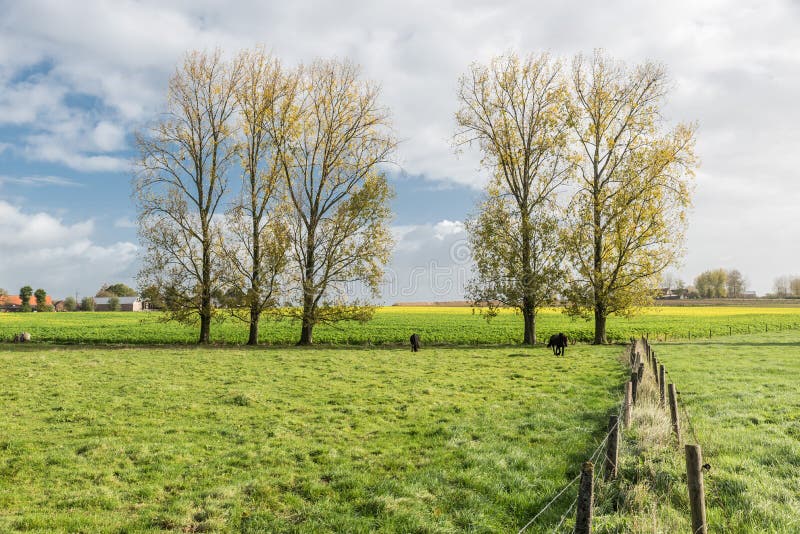 View Over Trees and Meadows at the Belgian Countryside Stock Photo ...