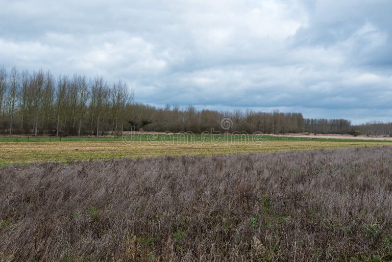 View Over Trees and Meadows at the Belgian Countryside Around Zoutleeuw ...