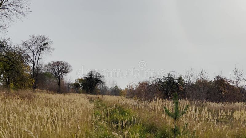 View of an Overgrown Field with Bushes and Trees Stock Footage - Video ...