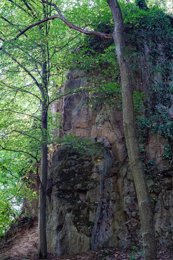 View on a Overgrown Rock Wall in a Forest Stock Photo - Image of hill ...