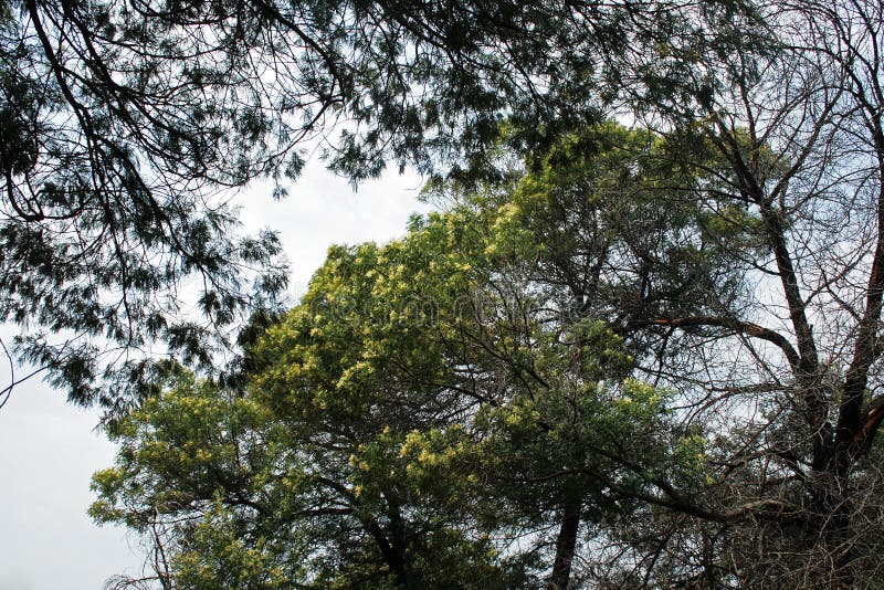 View of overhanging tree stock image. Image of environment - 110783239