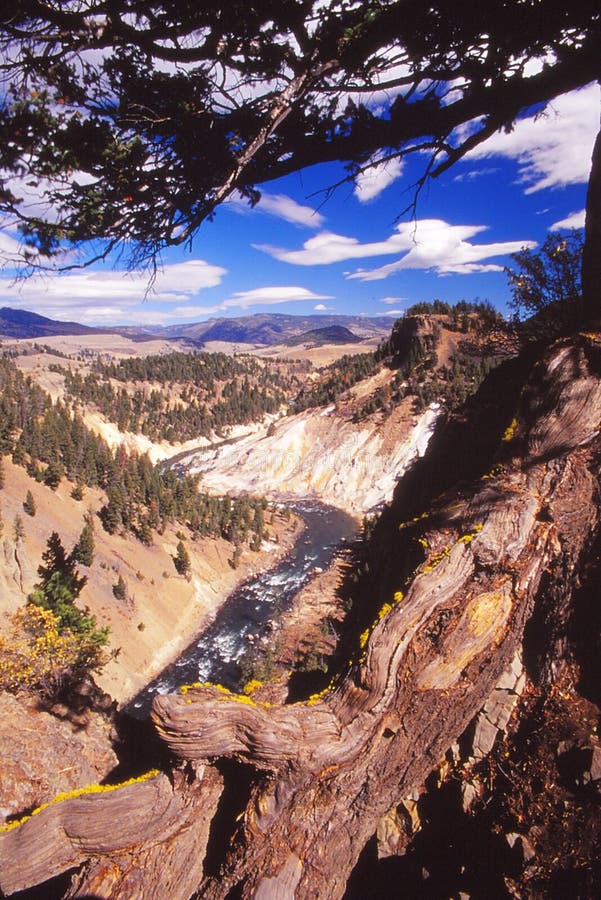 View Overlooking the Yellowstone River Stock Photo - Image of nature ...