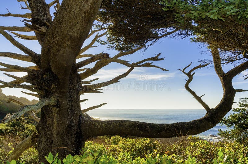 Tree Framed View of Ocean stock photo. Image of highway - 102722492