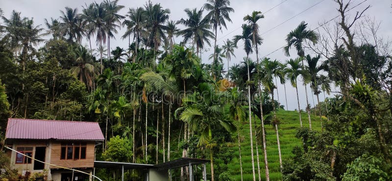 View in Padang Pariaman Sumatra Barat Indonesia Stock Photo - Image of ...