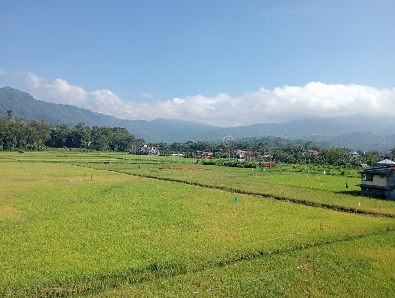 View of Paddy Field, Mountain and Clouds Stock Image - Image of paddy ...