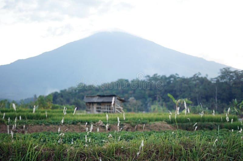 Hut Asian Paddy Rice Field Agriculture Nature View Illustration Stock ...
