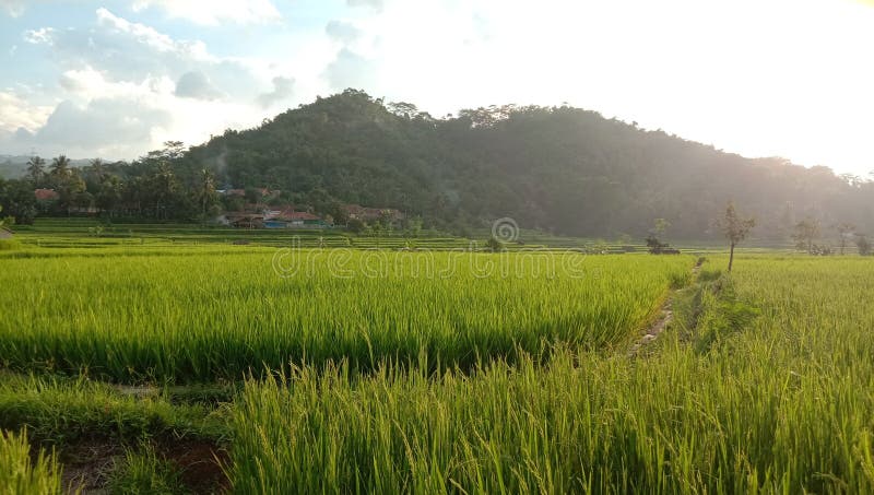View of Paddy Fields, Green Mountains, Rice, Cool Air, Peace and Quiet ...